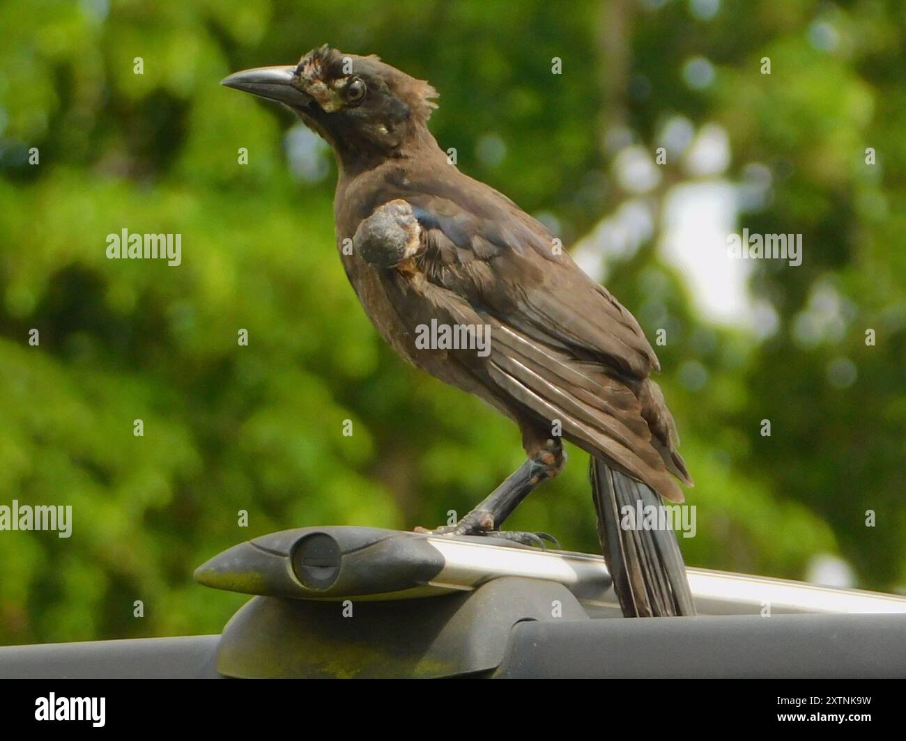 Avian pox viruses (Avipoxvirus Stock Photo - Alamy