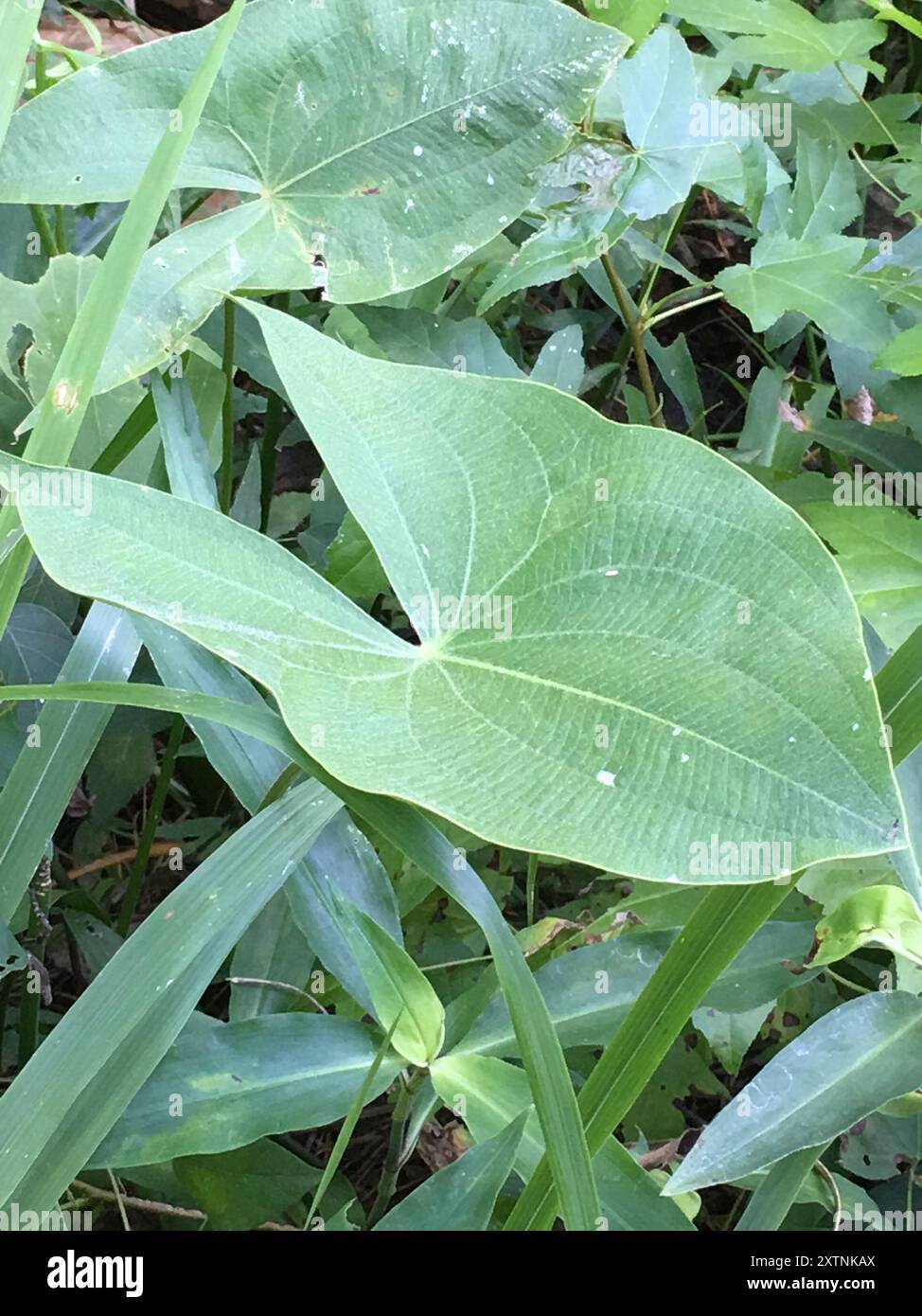 broadleaf arrowhead (Sagittaria latifolia) Plantae Stock Photo - Alamy