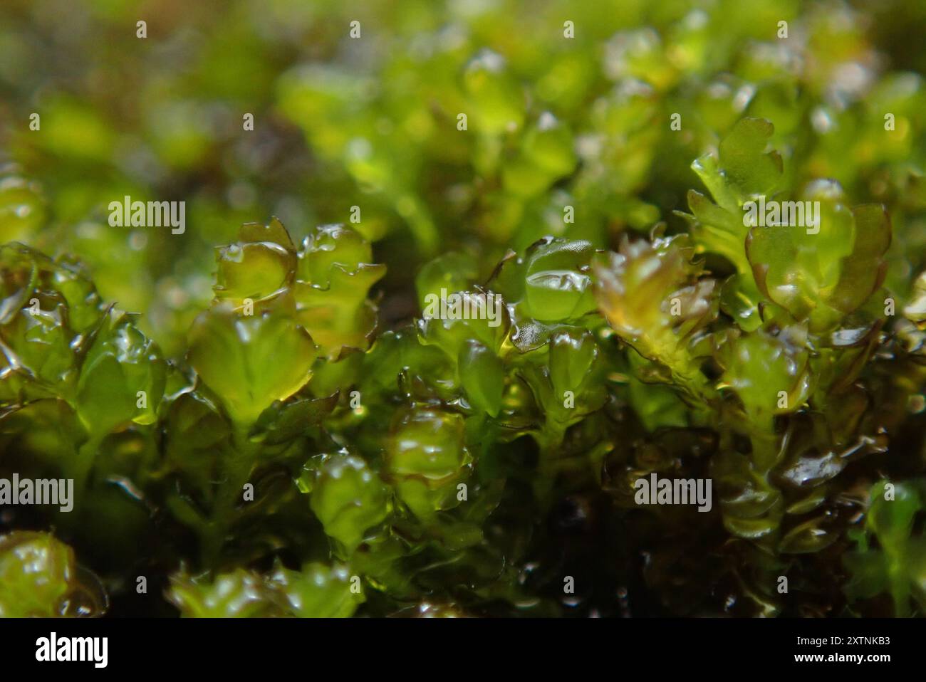 leafy and simple thalloid liverworts (Jungermanniopsida) Plantae Stock ...