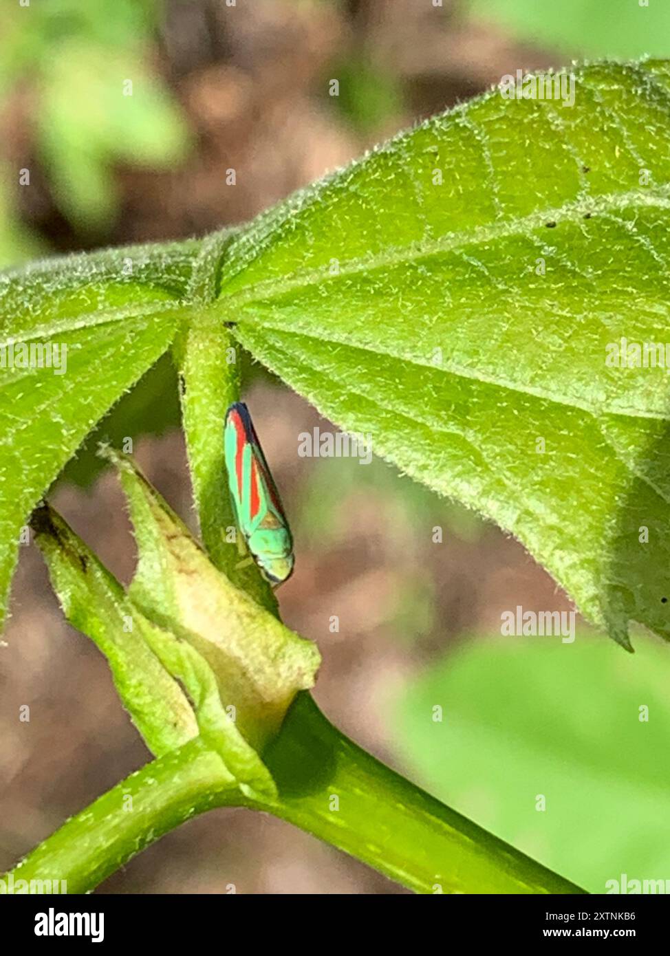 Red-banded Leafhopper (Graphocephala coccinea) Insecta Stock Photo - Alamy