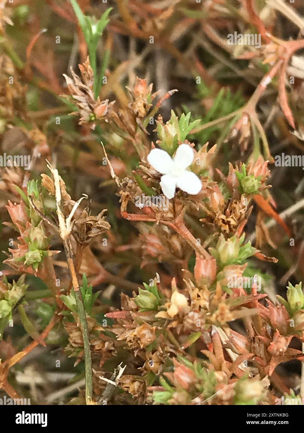 Rust Weed (Polypremum procumbens) Plantae Stock Photo - Alamy