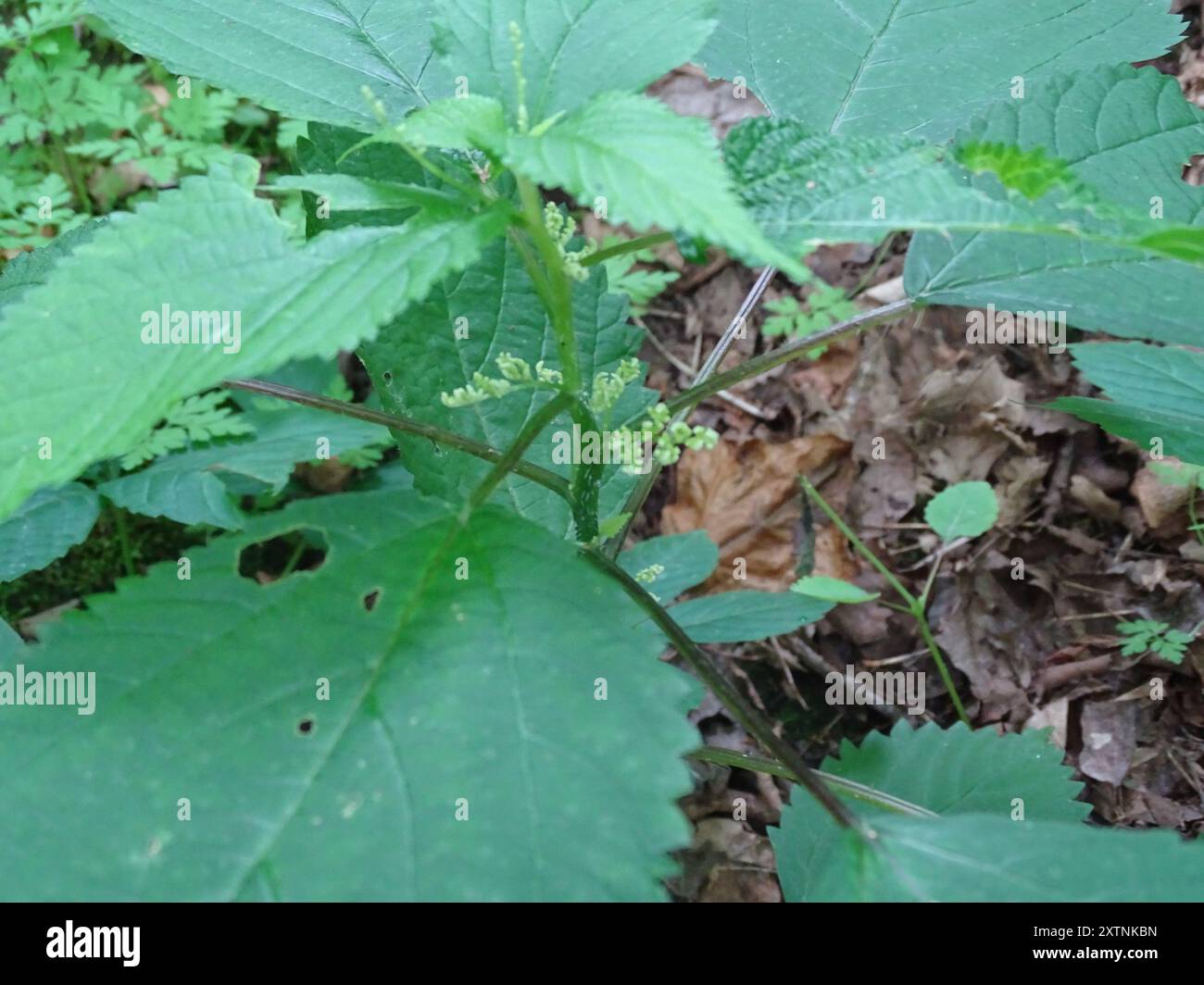 wood nettle (Laportea canadensis) Plantae Stock Photo - Alamy