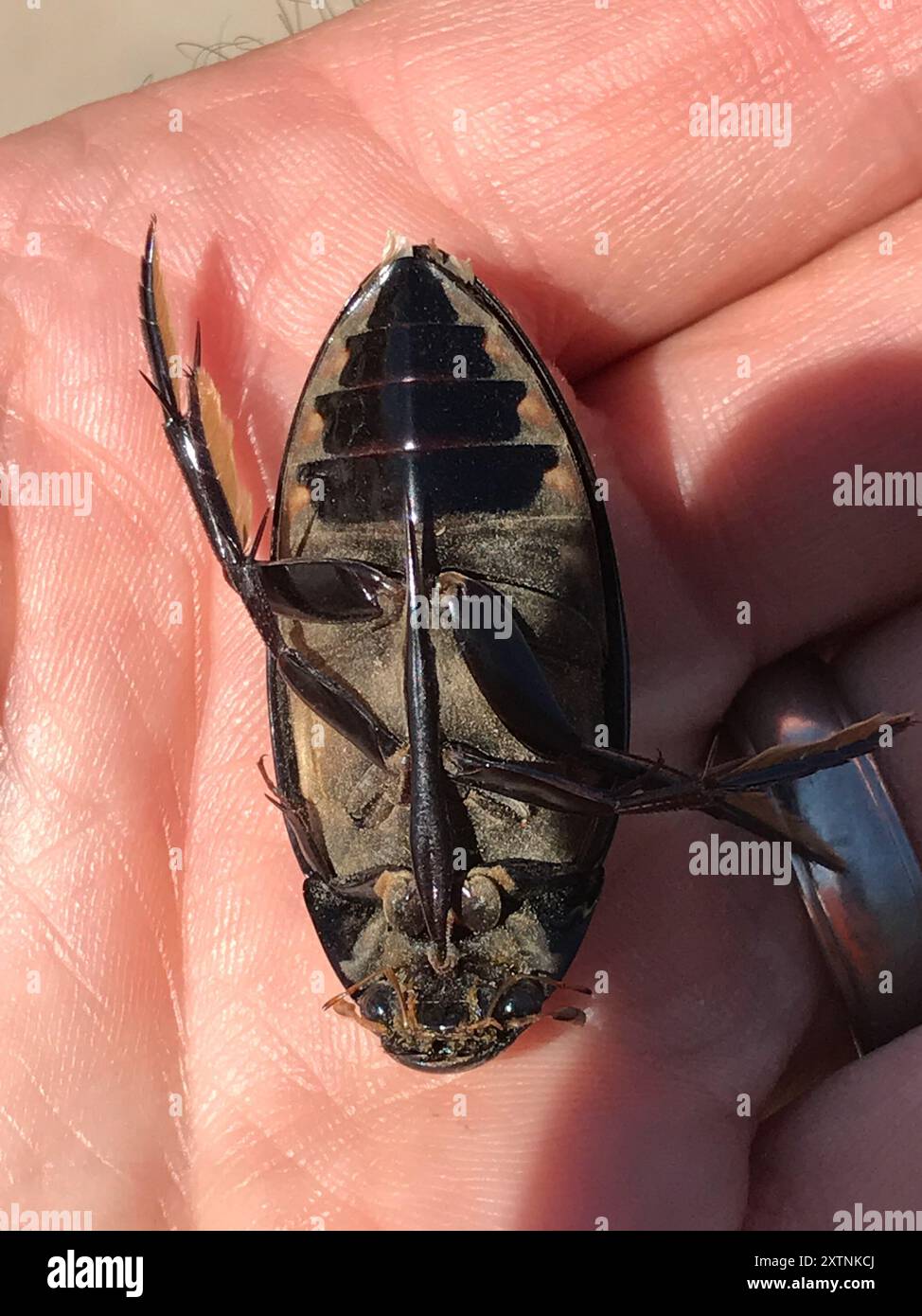 Giant Water Scavenger Beetle (Hydrophilus triangularis) Insecta Stock ...