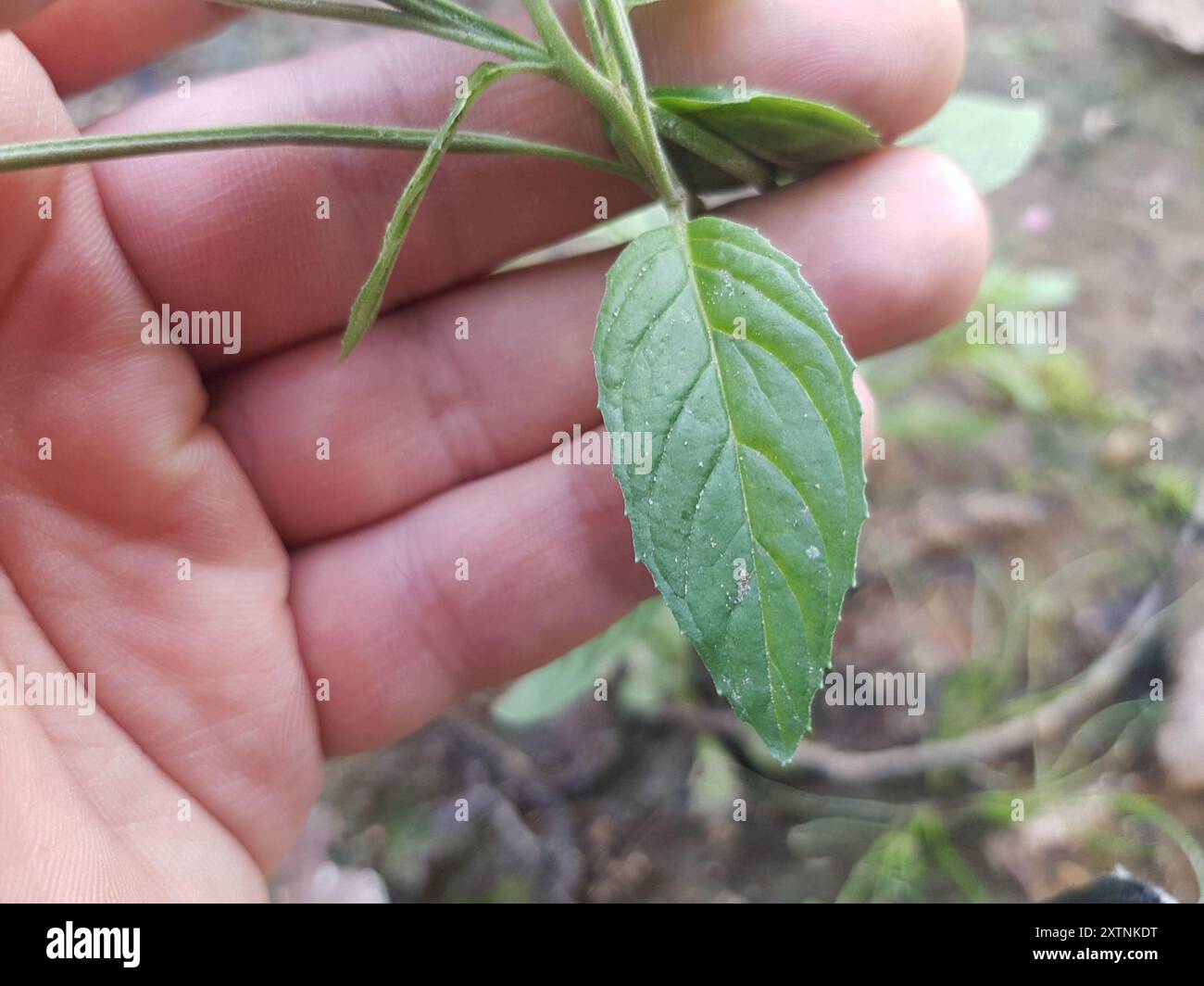 Pale Willowherb (Epilobium roseum) Plantae Stock Photo - Alamy