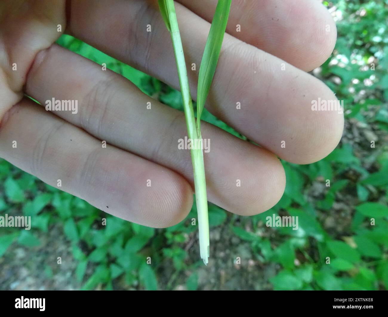 oval-headed sedge (Carex cephalophora) Plantae Stock Photo - Alamy