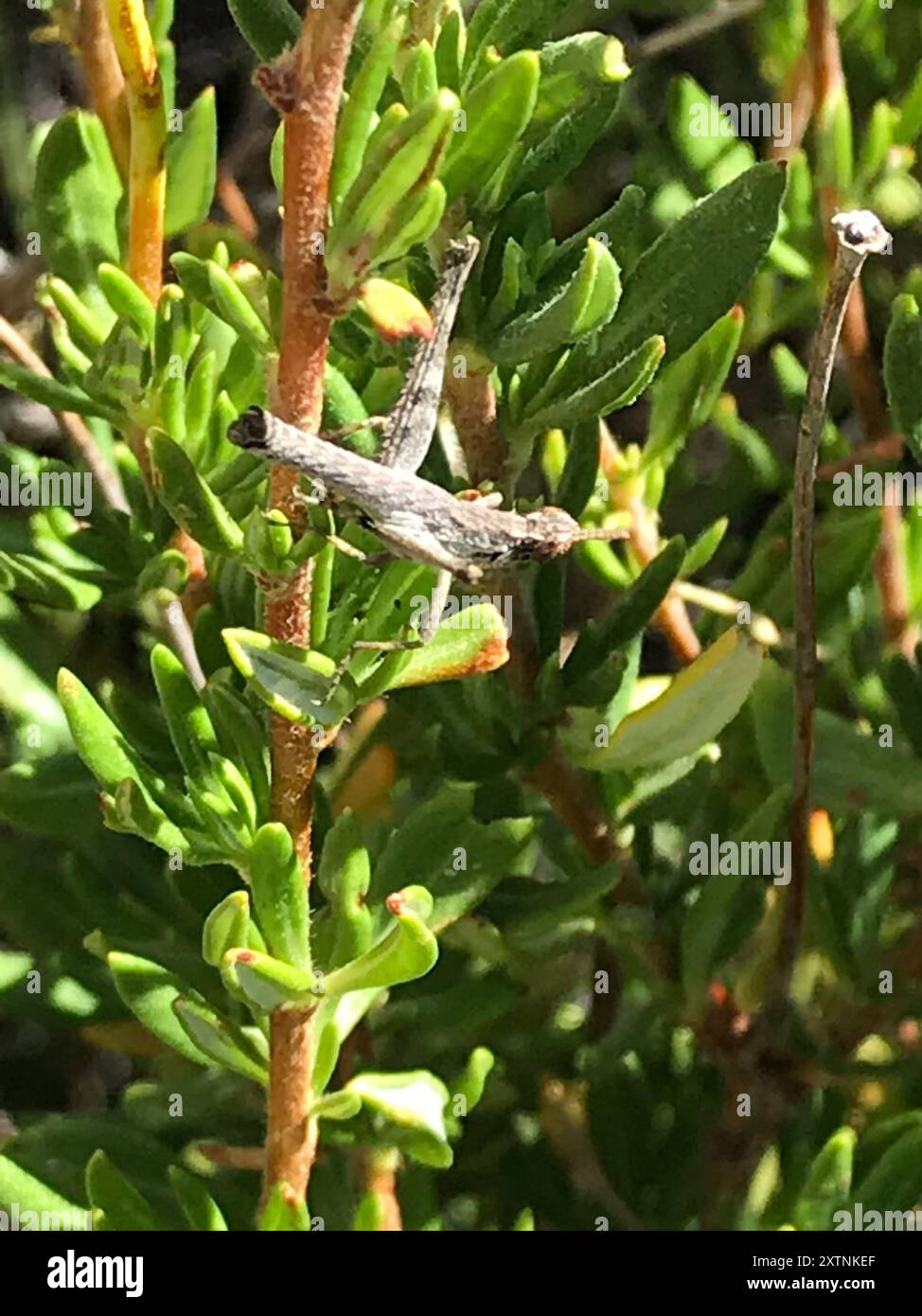 Chaparral Monkey Grasshopper (Morsea californica) Insecta Stock Photo ...