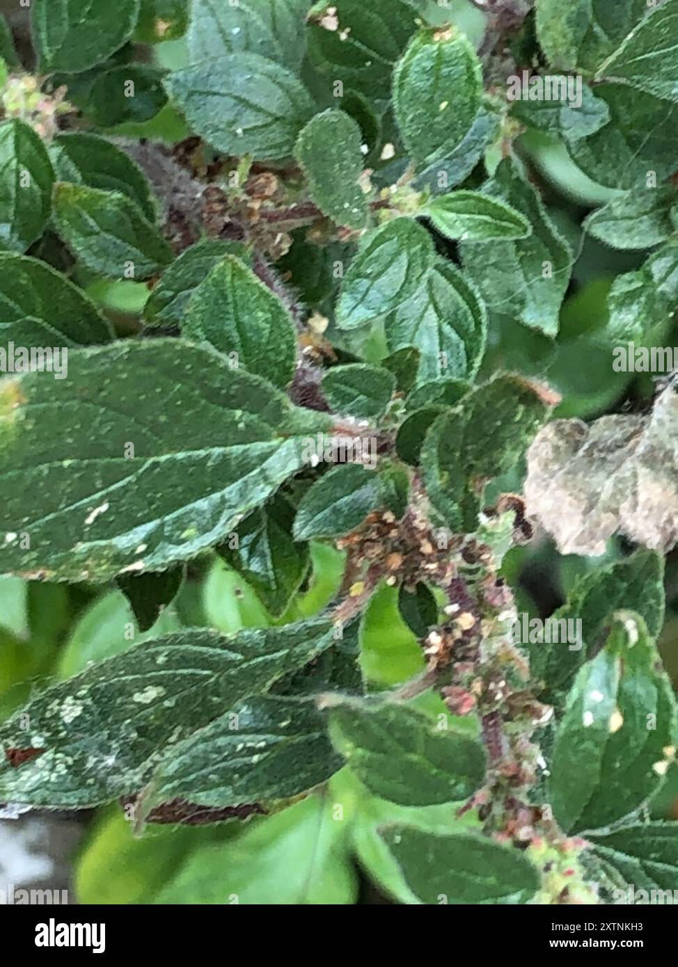 pellitory-of-the-wall (Parietaria judaica) Plantae Stock Photo - Alamy