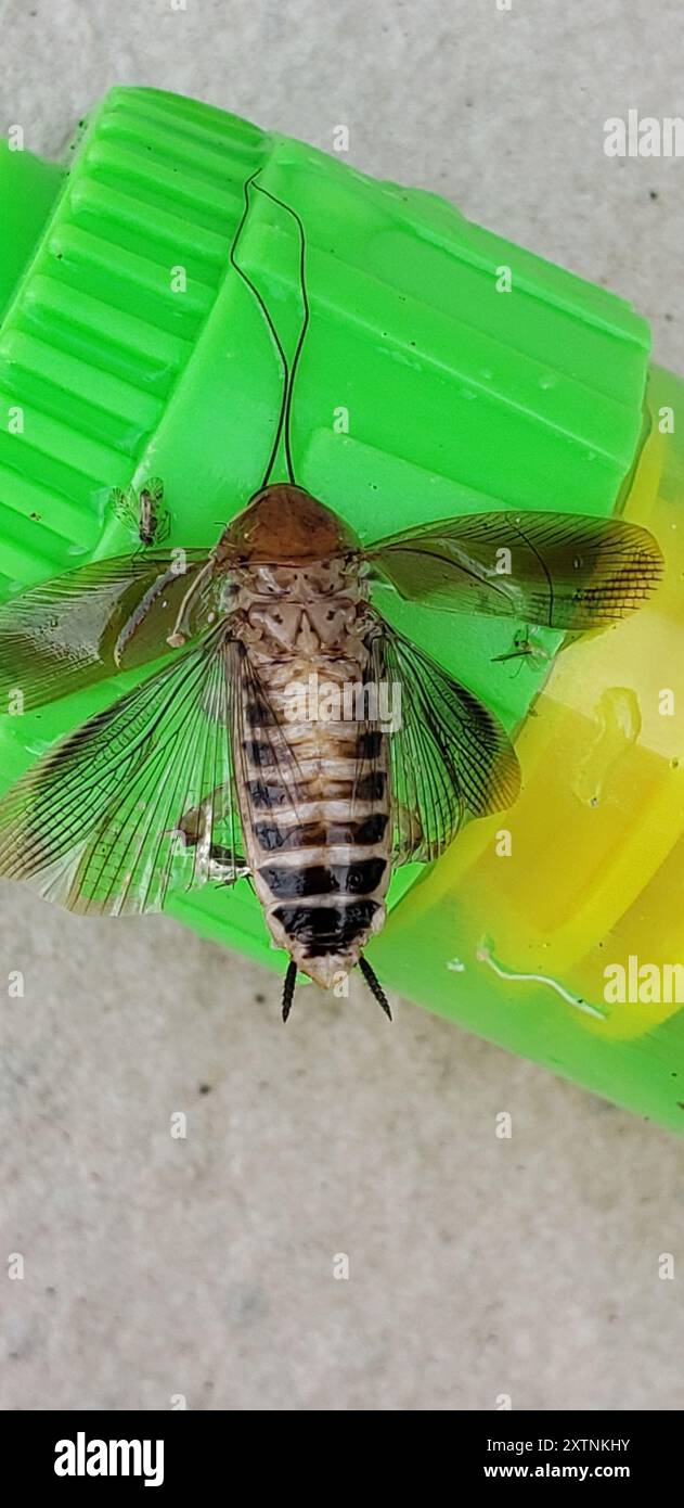Cockroaches and Termites (Blattodea) Insecta Stock Photo - Alamy