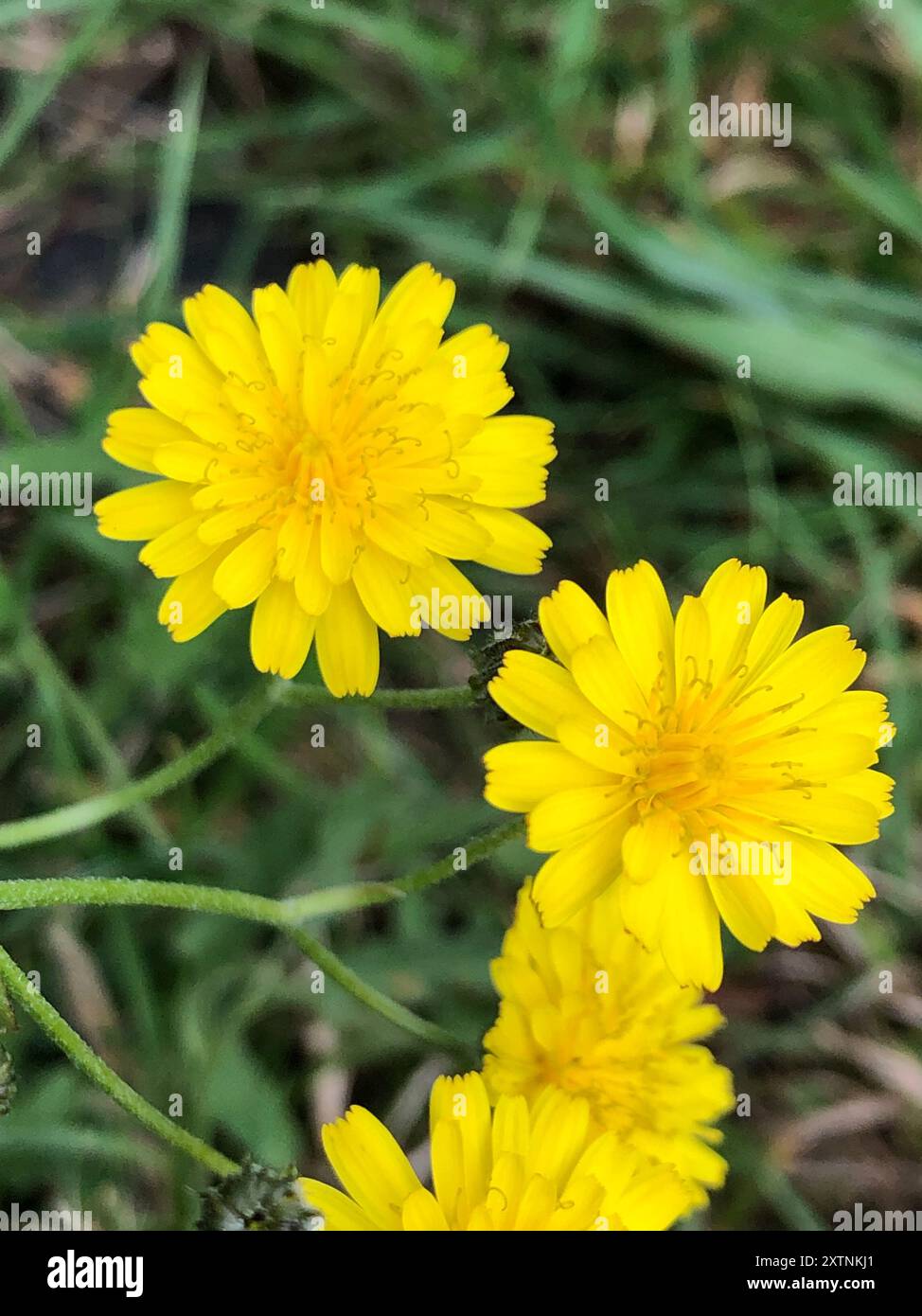 Common Cat's-ear (Hypochaeris radicata) Plantae Stock Photo - Alamy