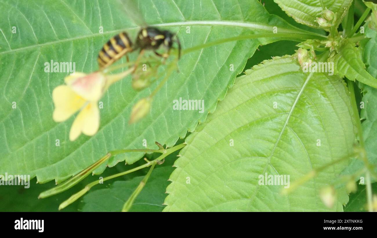 Common European Yellowjacket (Vespula vulgaris) Insecta Stock Photo - Alamy