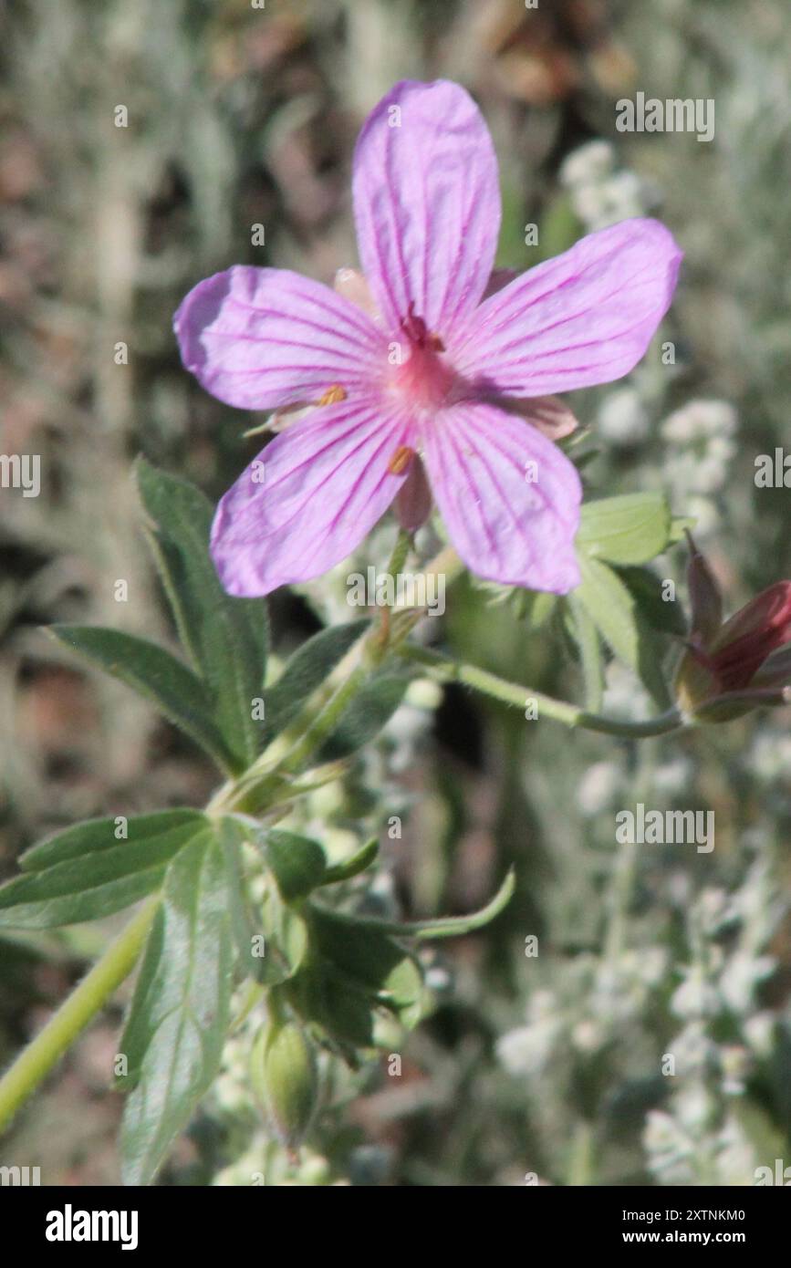 sticky geranium (Geranium viscosissimum) Plantae Stock Photo - Alamy