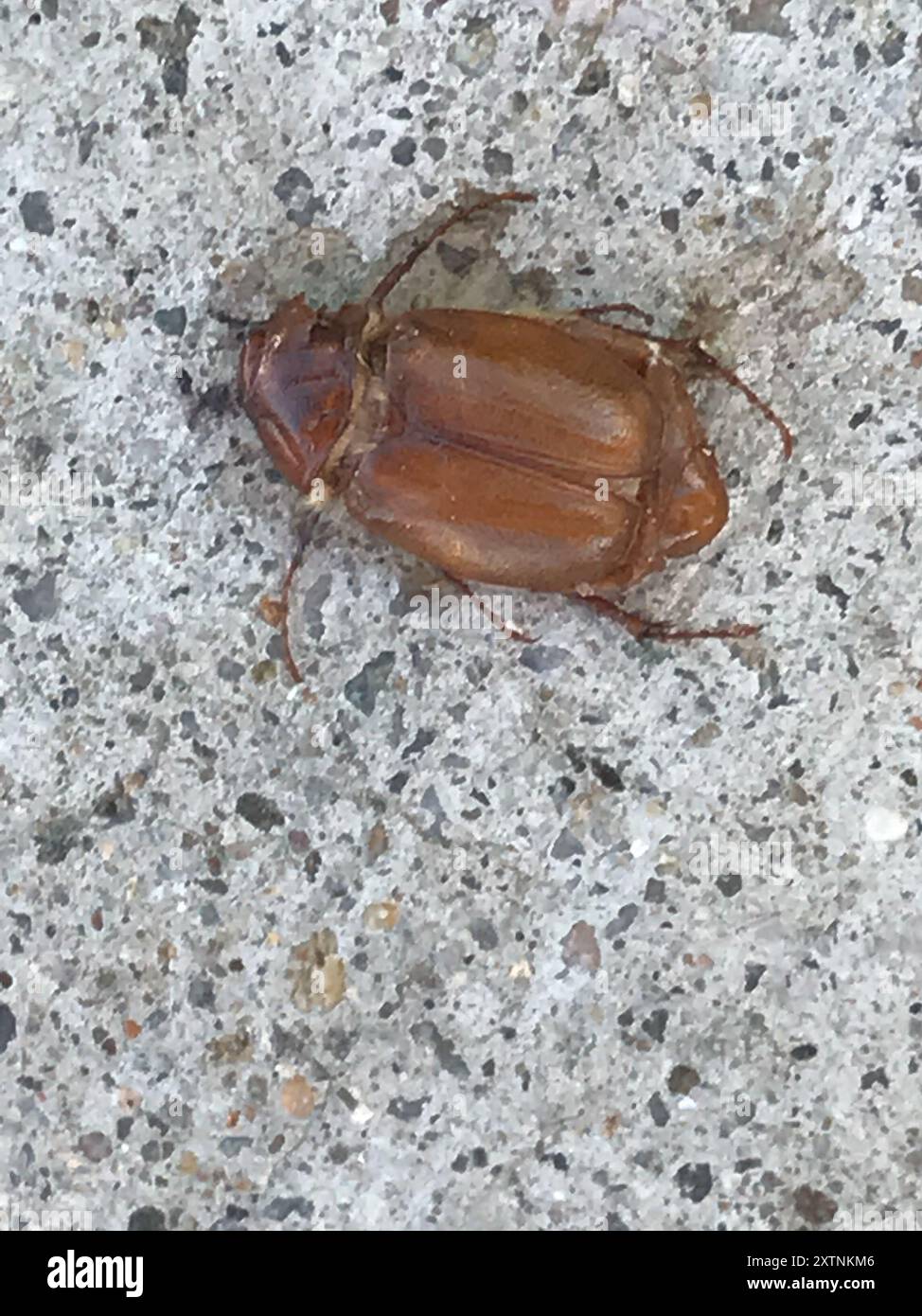 May Beetles (Phyllophaga) Insecta Stock Photo - Alamy