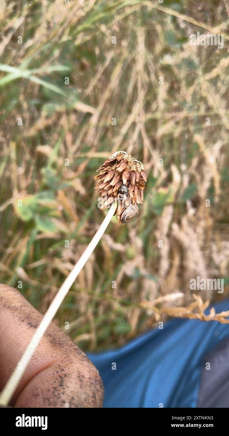 (Neottiglossa leporina) Insecta Stock Photo - Alamy