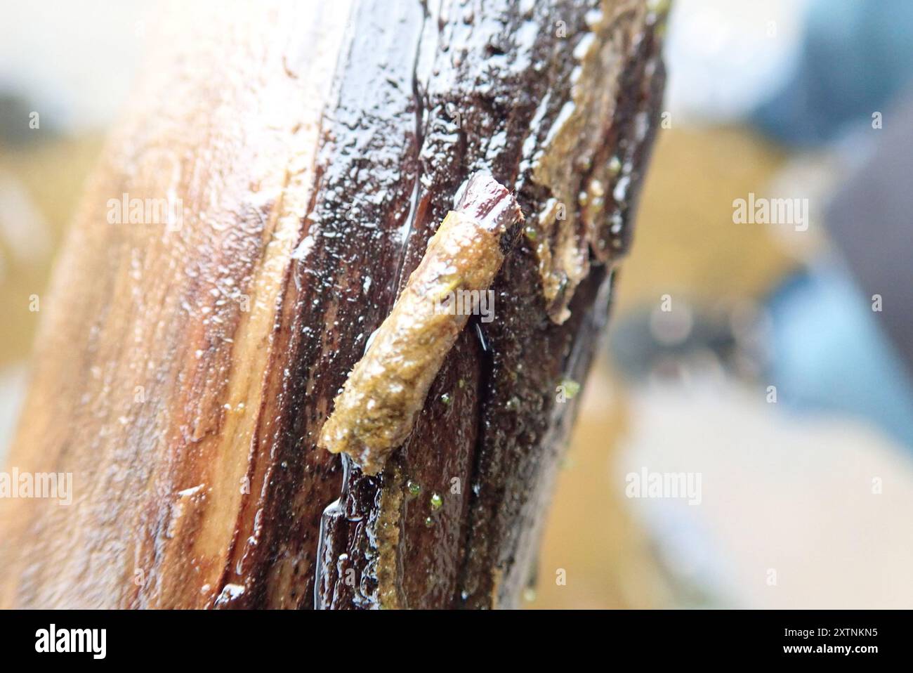 Giant Casemaker Caddisflies (Phryganeidae) Insecta Stock Photo - Alamy