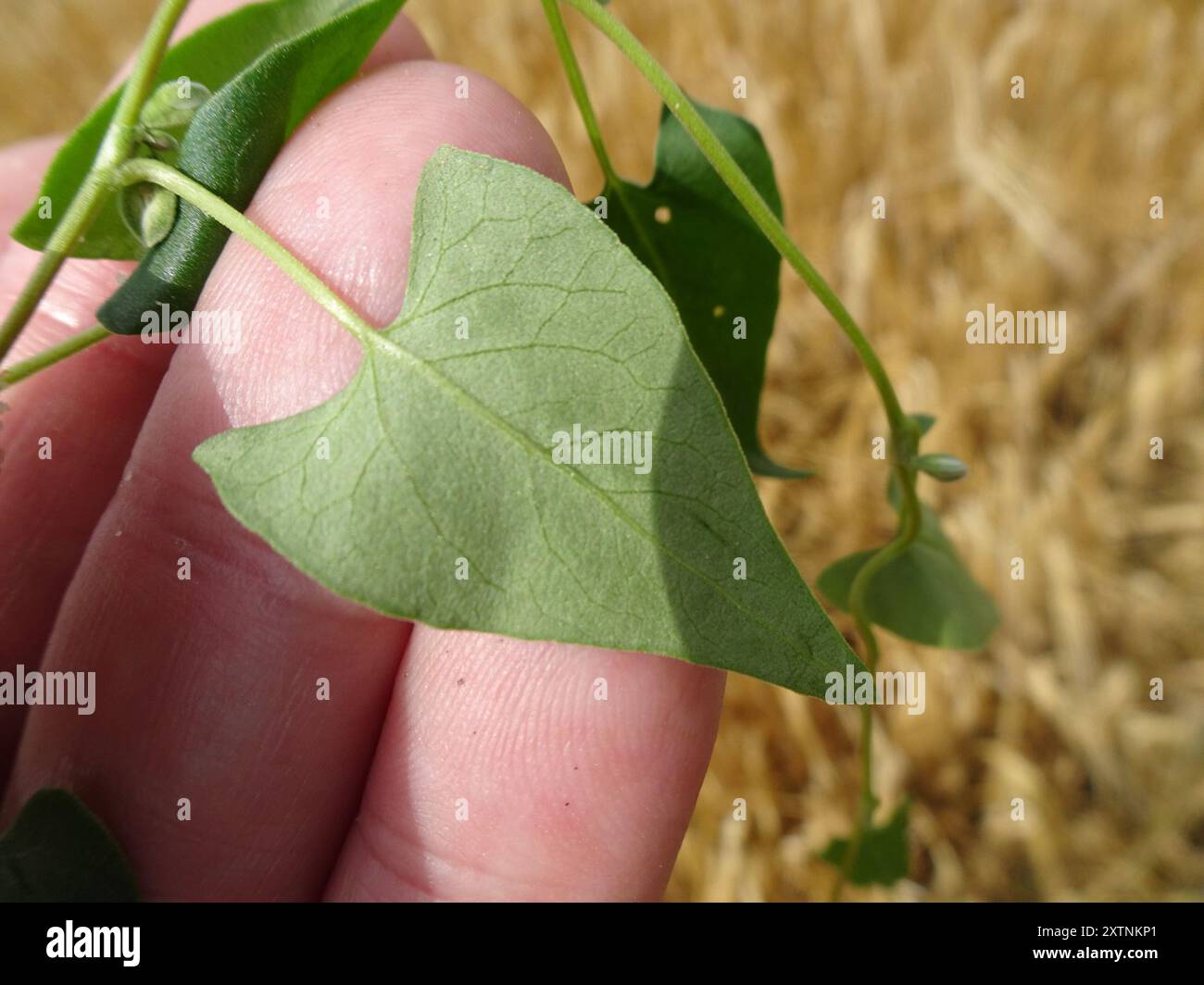 Black-bindweed (Fallopia convolvulus) Plantae Stock Photo - Alamy