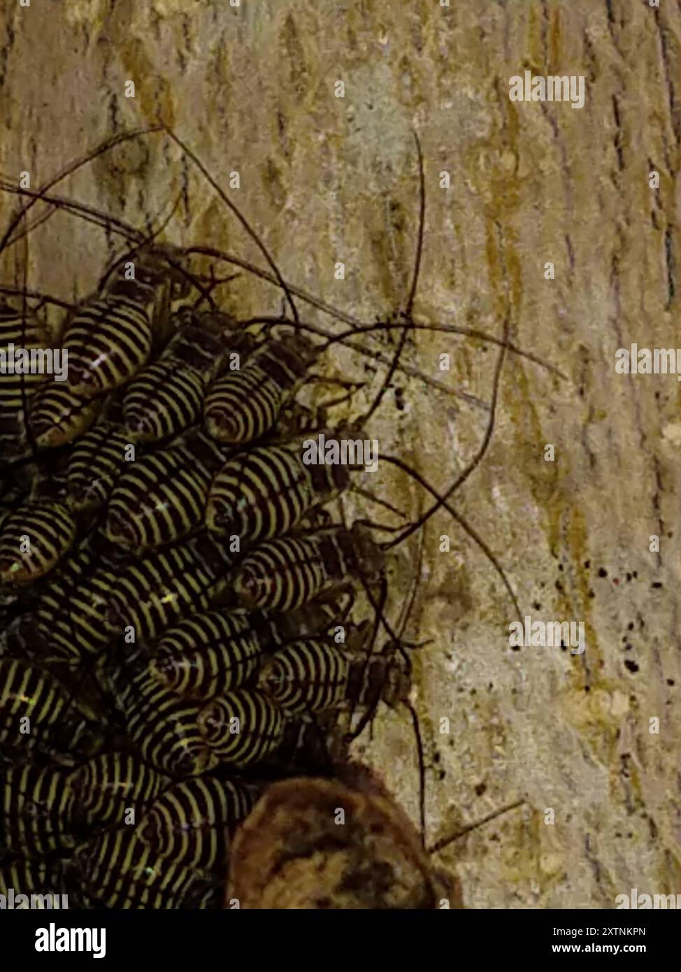 Tree Cattle (Cerastipsocus venosus) Insecta Stock Photo - Alamy