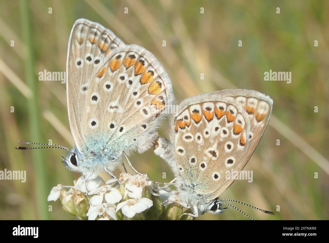 Common Blue (Polyommatus icarus) Insecta Stock Photo - Alamy