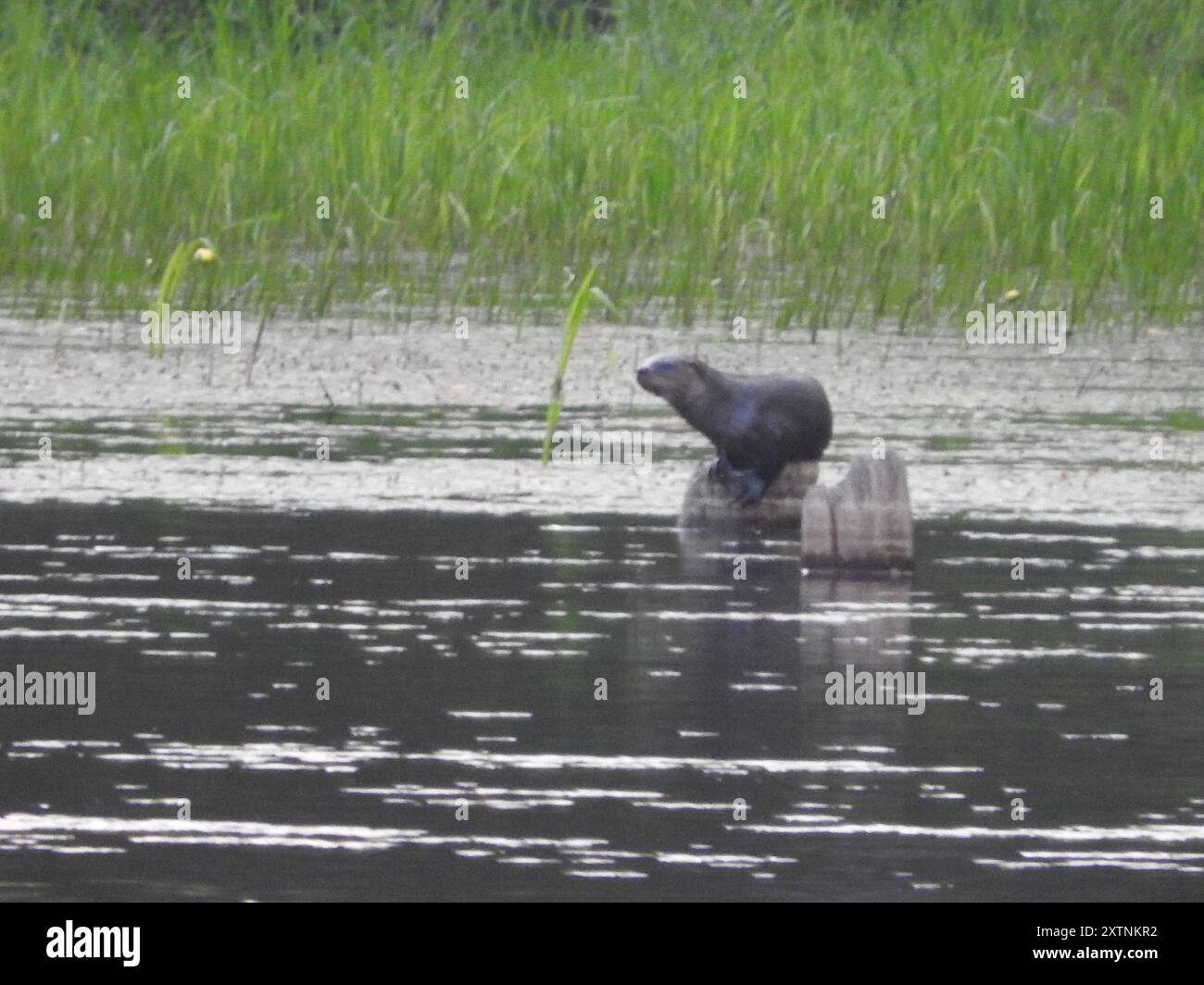 North American River Otter (Lontra canadensis) Mammalia Stock Photo - Alamy
