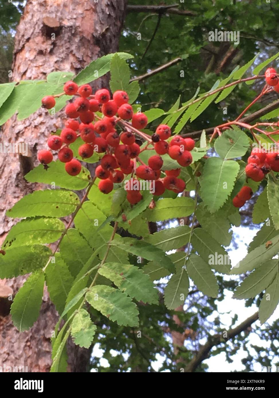 European mountain ash (Sorbus aucuparia) Plantae Stock Photo - Alamy