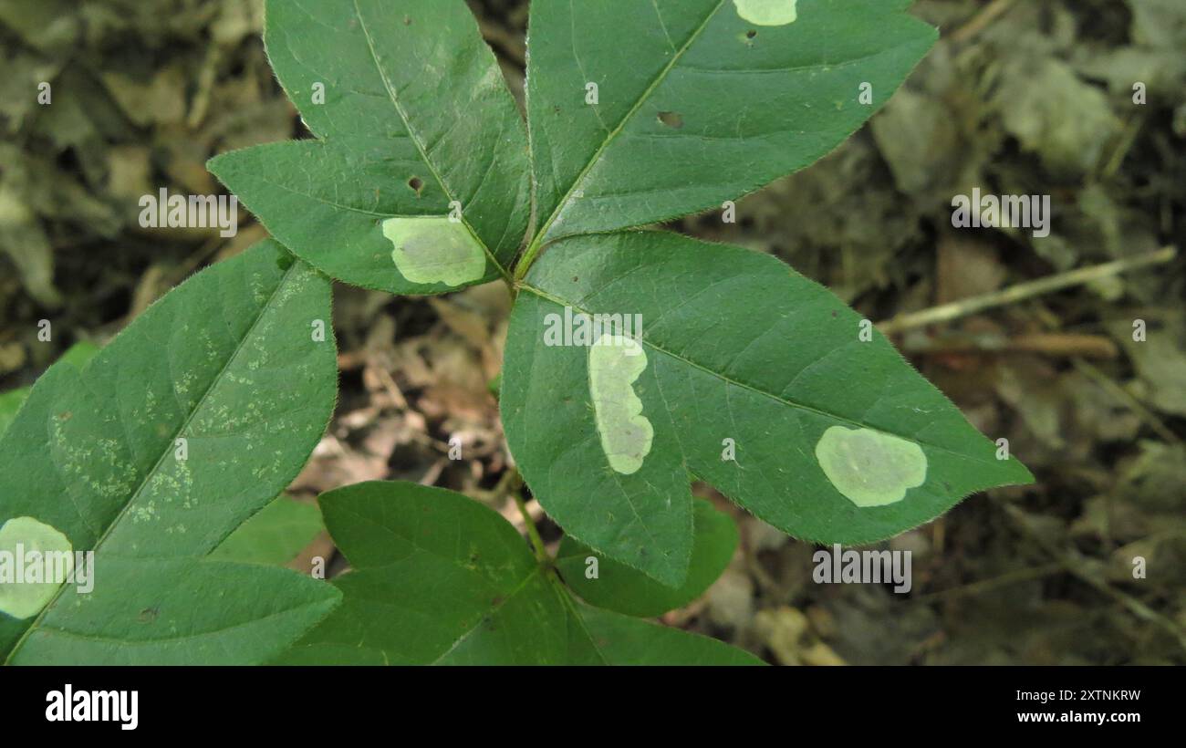 Poison Ivy Leaf-miner Moth (Cameraria guttifinitella) Insecta Stock ...