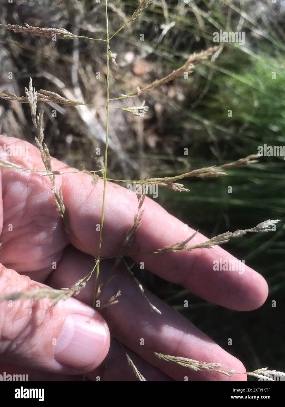 grasses (Poaceae) Plantae Stock Photo - Alamy