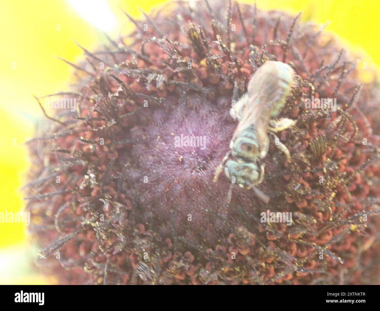(Ceratina strenua) Insecta Stock Photo - Alamy