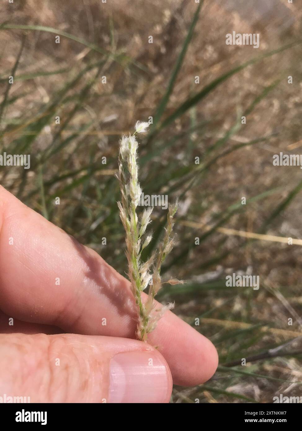 grasses (Poaceae) Plantae Stock Photo - Alamy