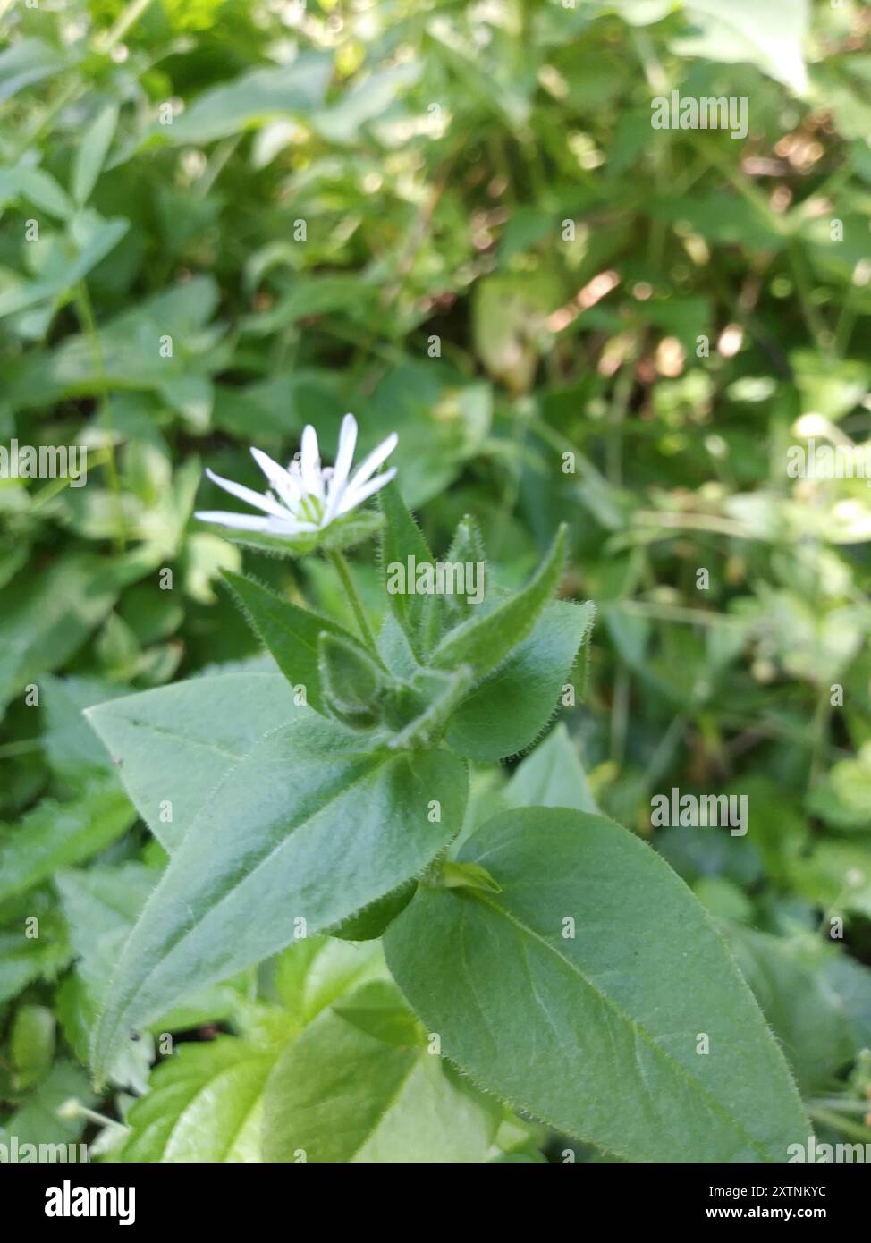 chickweeds (Stellaria) Plantae Stock Photo - Alamy