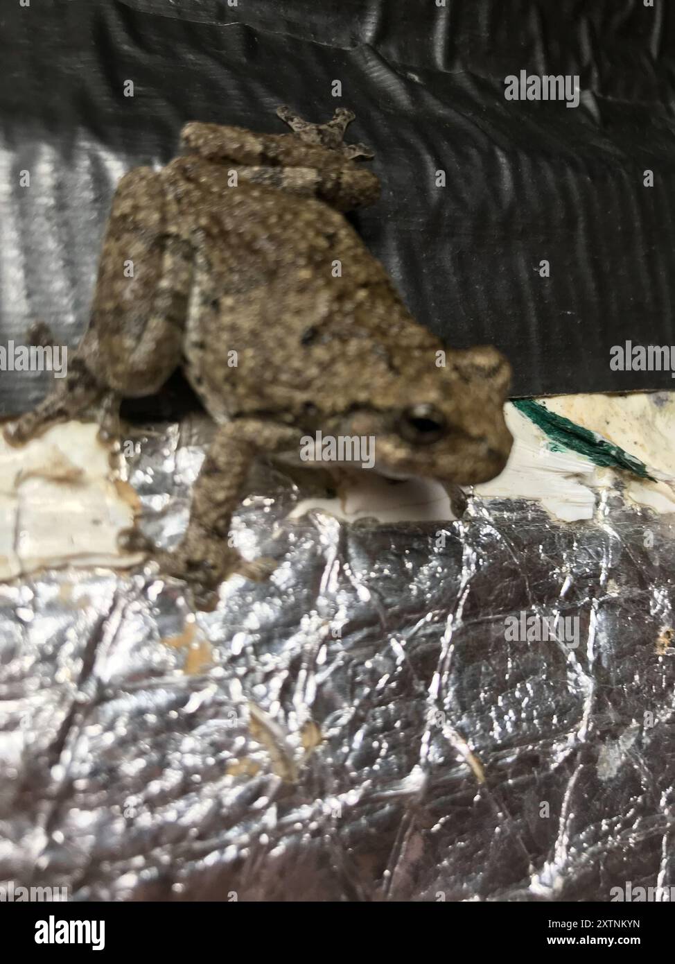 Cope's Gray Treefrog (Hyla chrysoscelis) Amphibia Stock Photo - Alamy