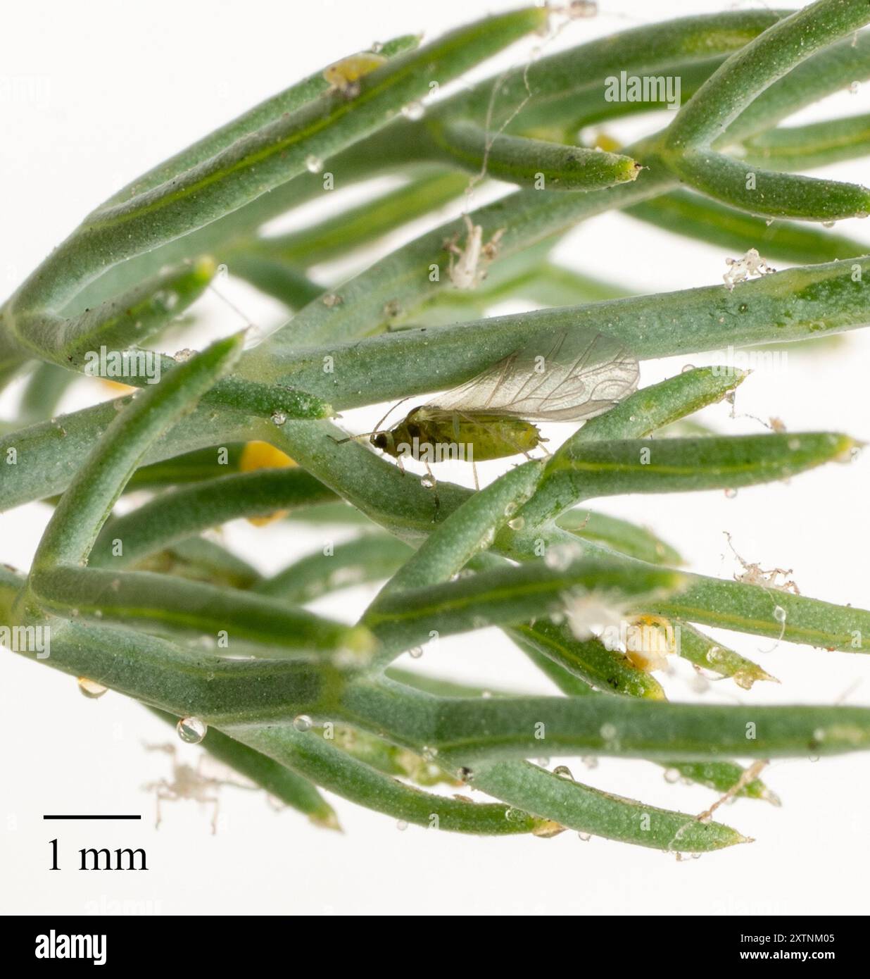 Carrot Aphid (Cavariella aegopodii) Insecta Stock Photo - Alamy