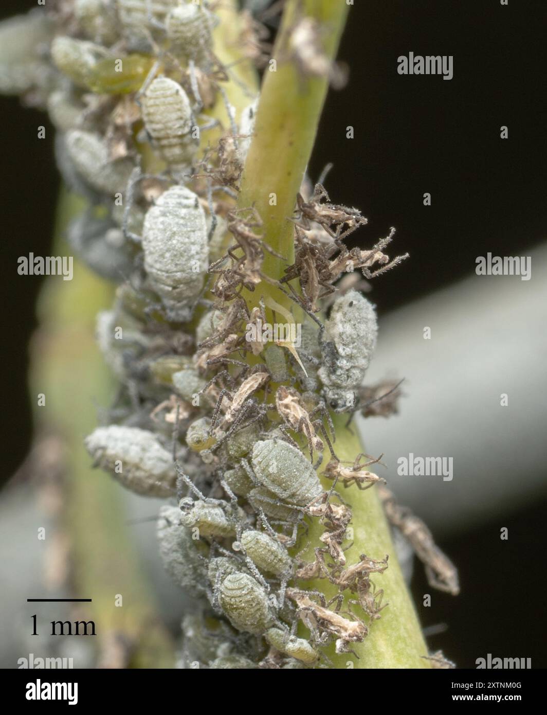 Cabbage Aphid (Brevicoryne brassicae) Insecta Stock Photo - Alamy