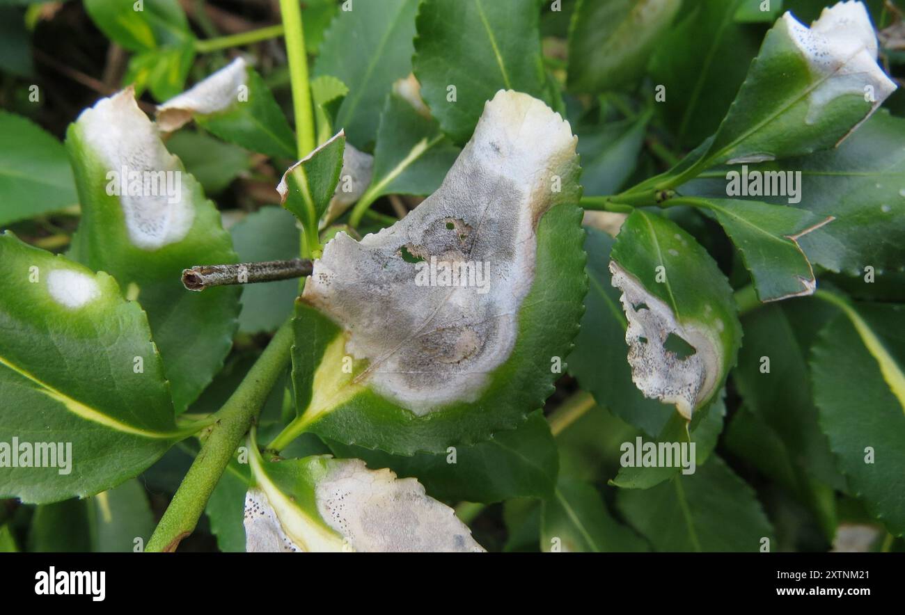 (Colletotrichum gloeosporioides) Fungi Stock Photo - Alamy