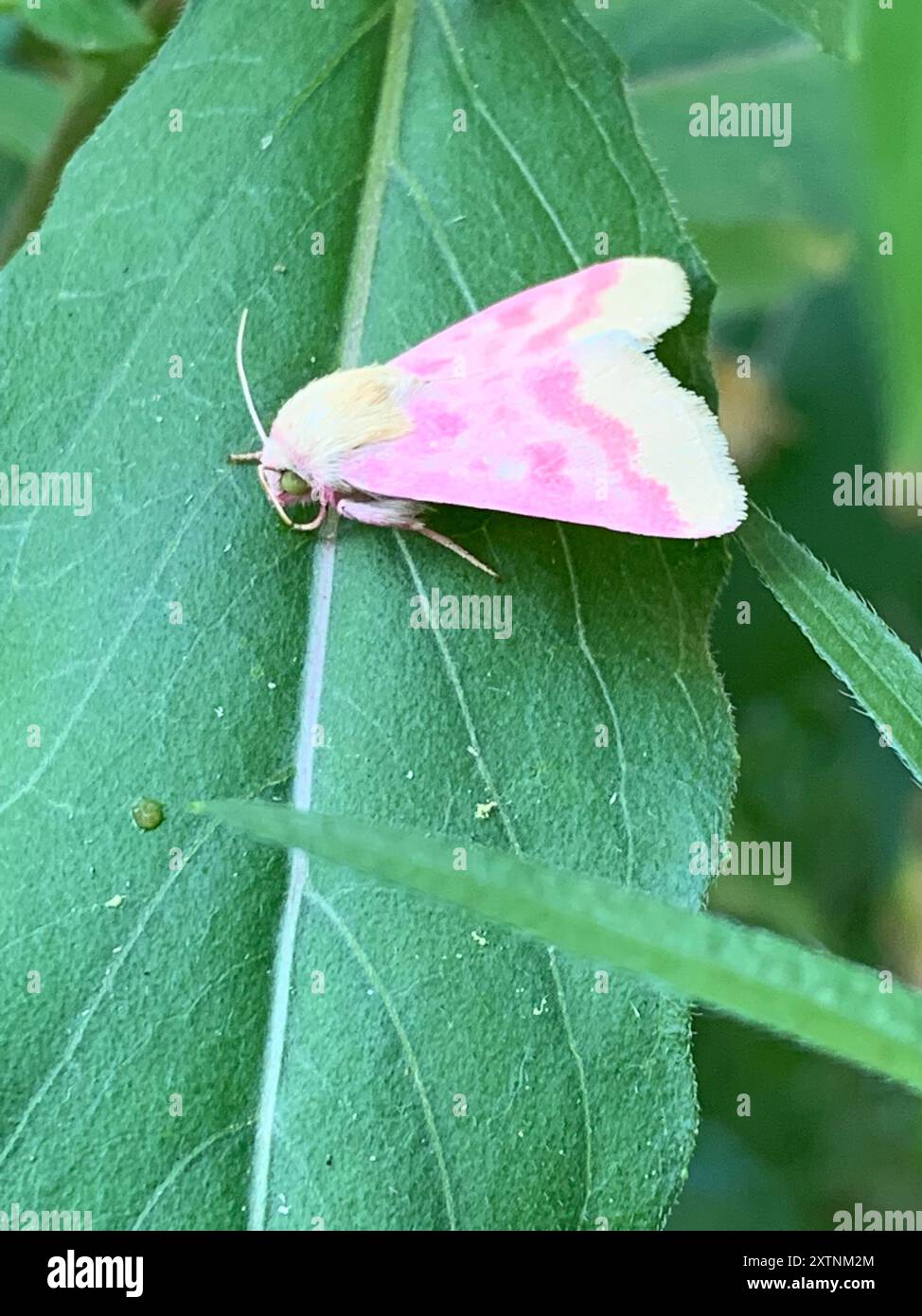 Primrose Moth (Schinia florida) Insecta Stock Photo - Alamy