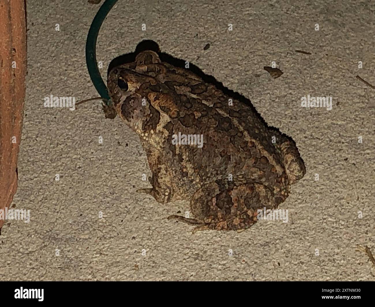 Southern Toad (Anaxyrus terrestris) Amphibia Stock Photo - Alamy