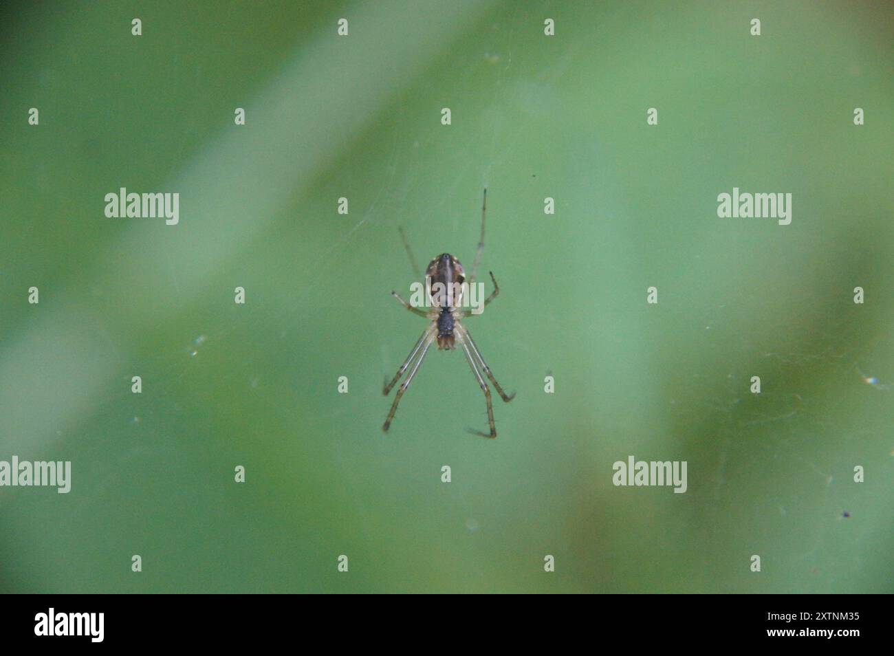 Sheetweb Spiders (Linyphia) Arachnida Stock Photo - Alamy