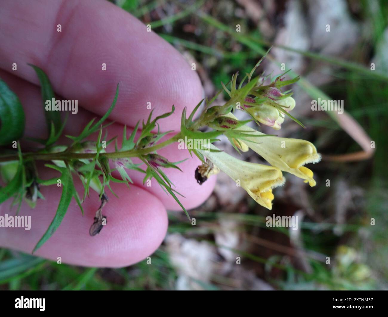 Common Cow-wheat (Melampyrum pratense) Plantae Stock Photo - Alamy