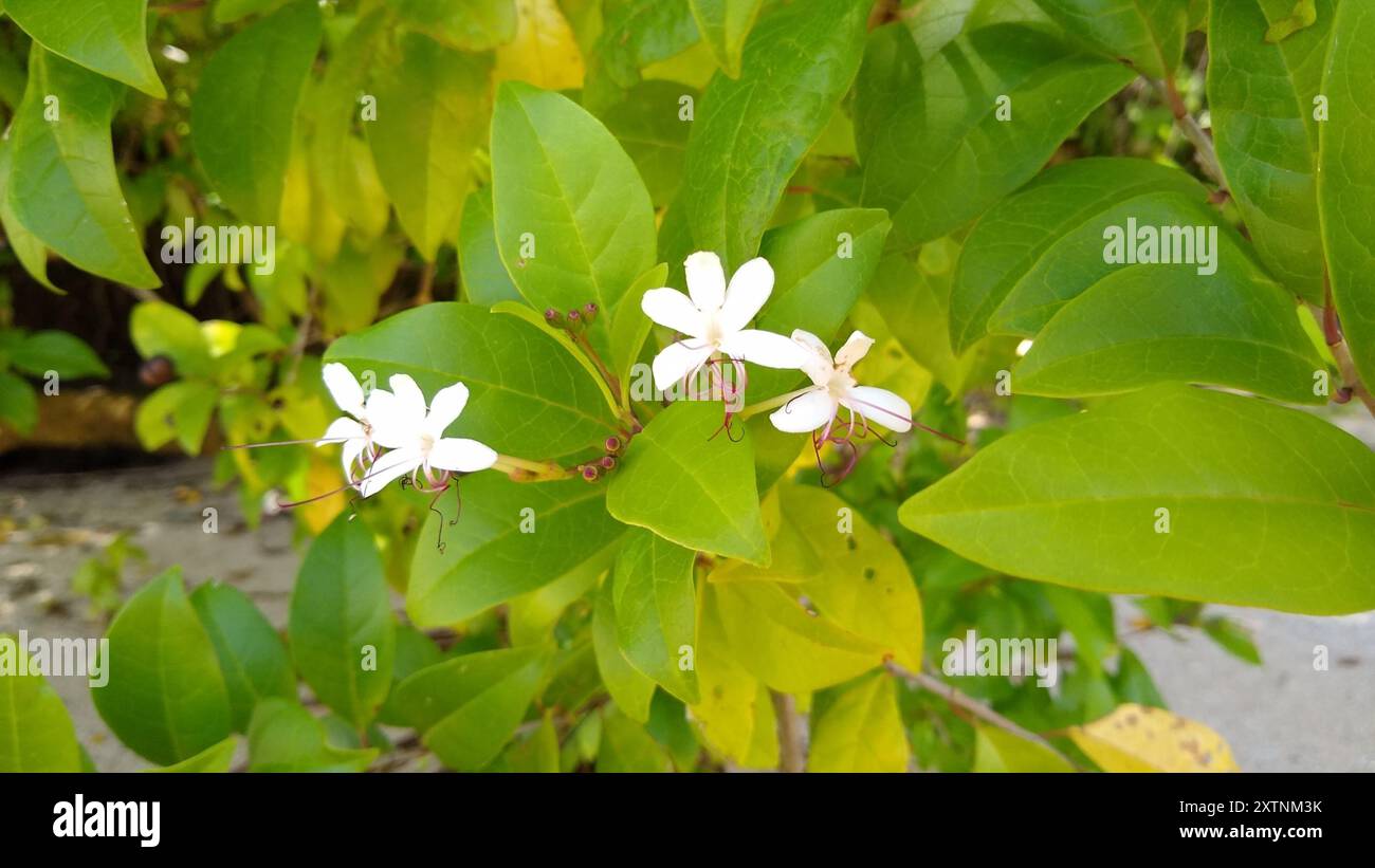 scrambling clerodendrum (Volkameria inermis) Plantae Stock Photo - Alamy
