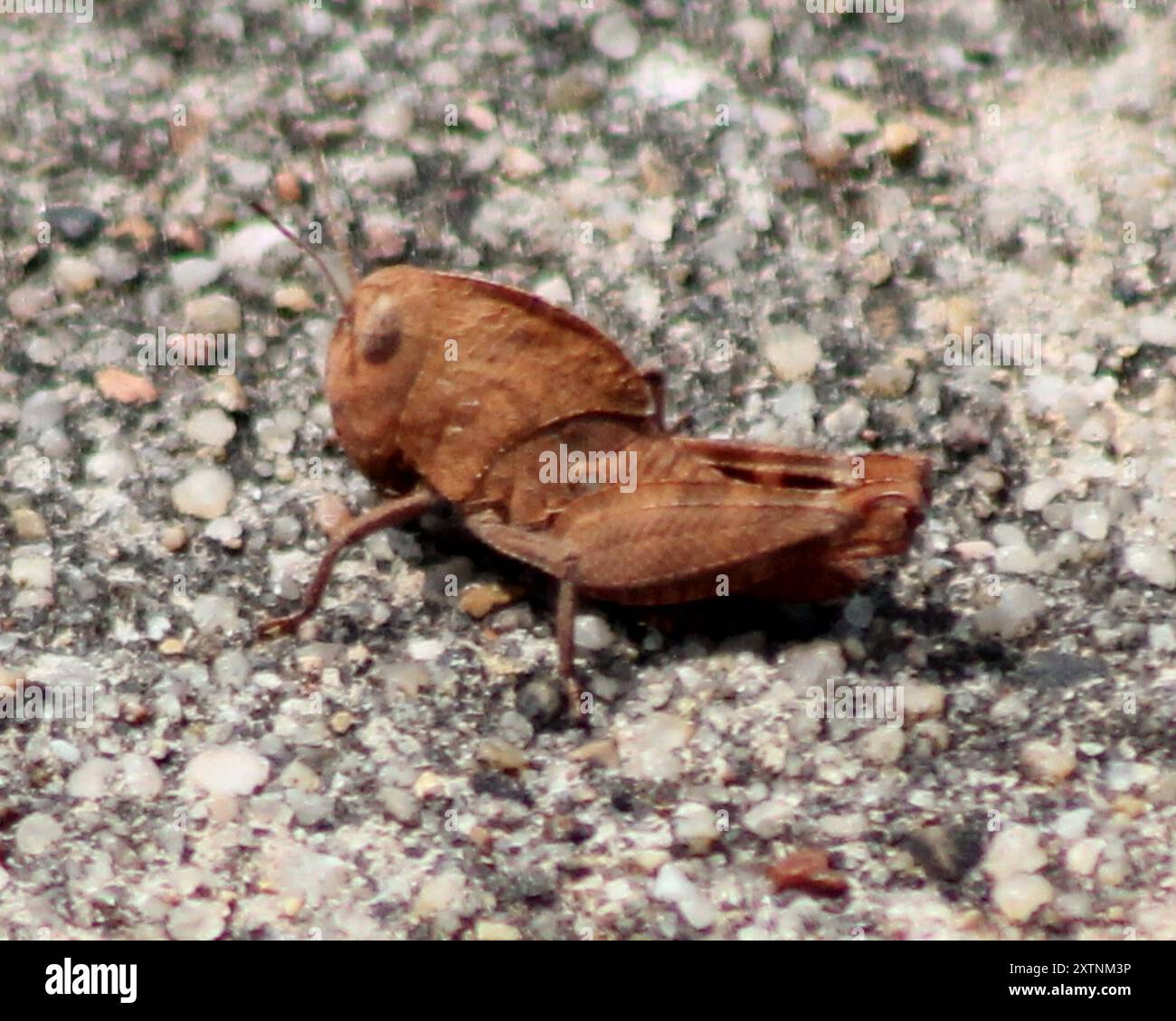 Grasshoppers (Acrididea) Insecta Stock Photo - Alamy