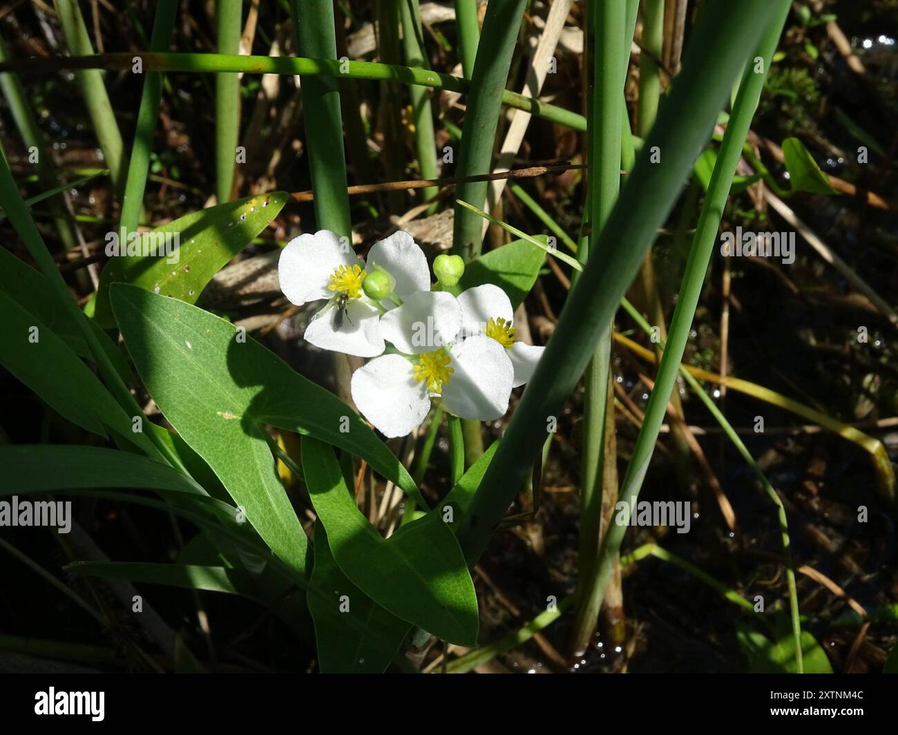 broadleaf arrowhead (Sagittaria latifolia) Plantae Stock Photo - Alamy