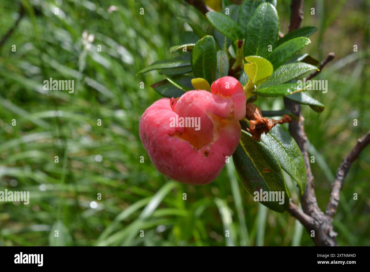 Rhododendron Leaf Gall (Exobasidium rhododendri) Fungi Stock Photo - Alamy