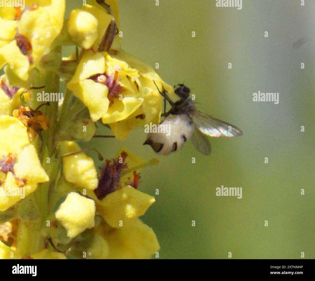 Fly Death Fungi (Entomophthora muscae) Fungi Stock Photo - Alamy