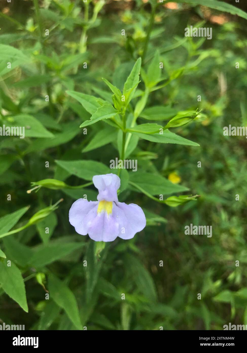 Allegheny monkeyflower (Mimulus ringens) Plantae Stock Photo - Alamy