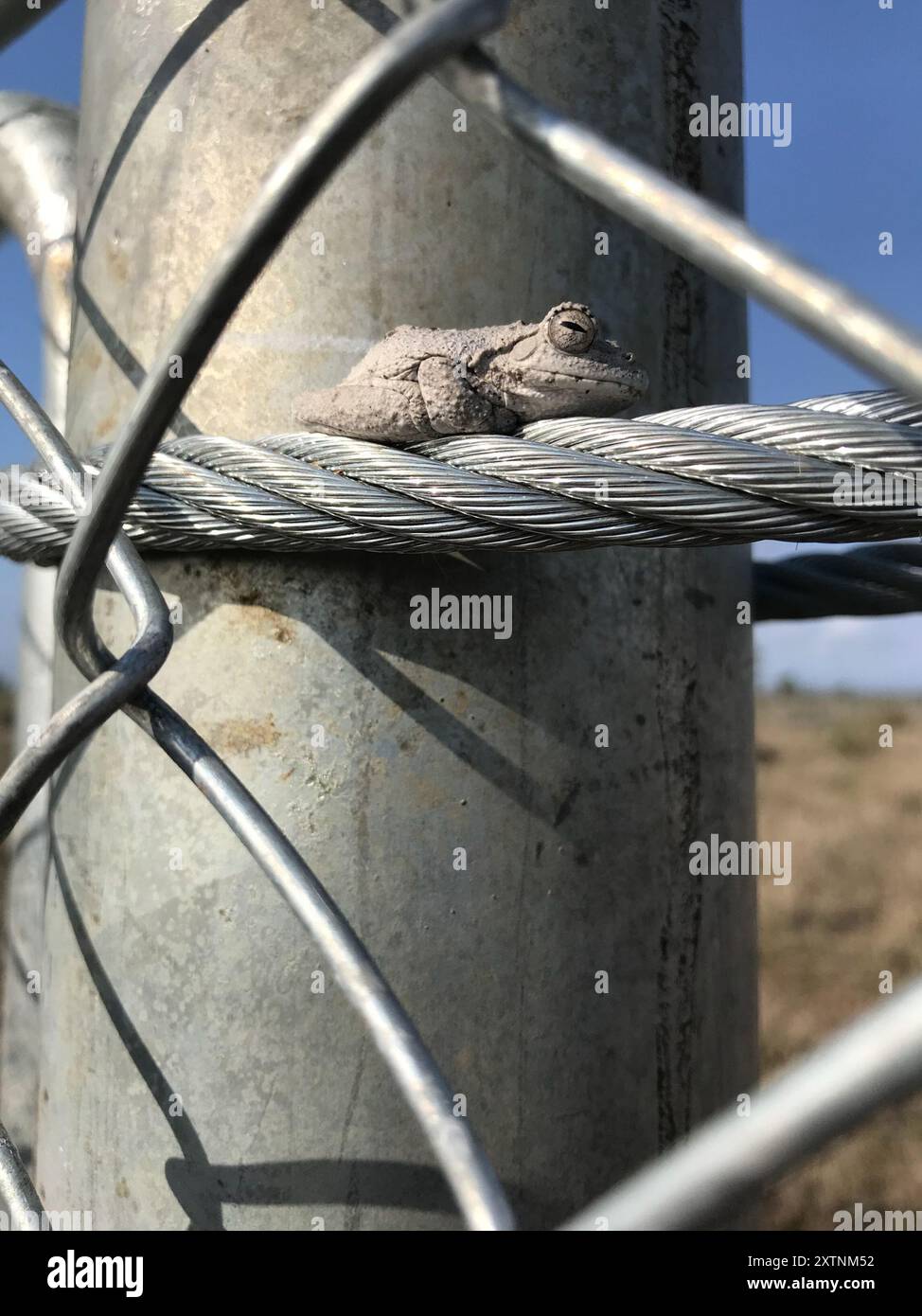 Foam nest frog chiromantis xerampelina hi-res stock photography and ...