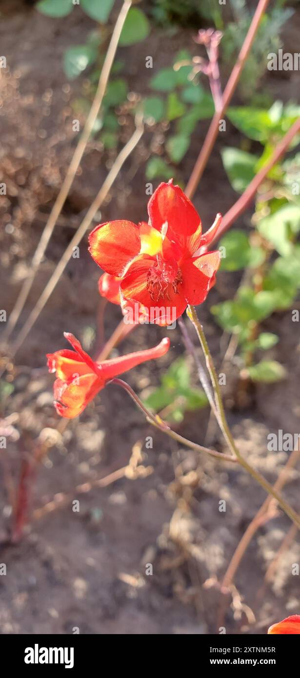 Scarlet Larkspur (Delphinium cardinale) Plantae Stock Photo - Alamy