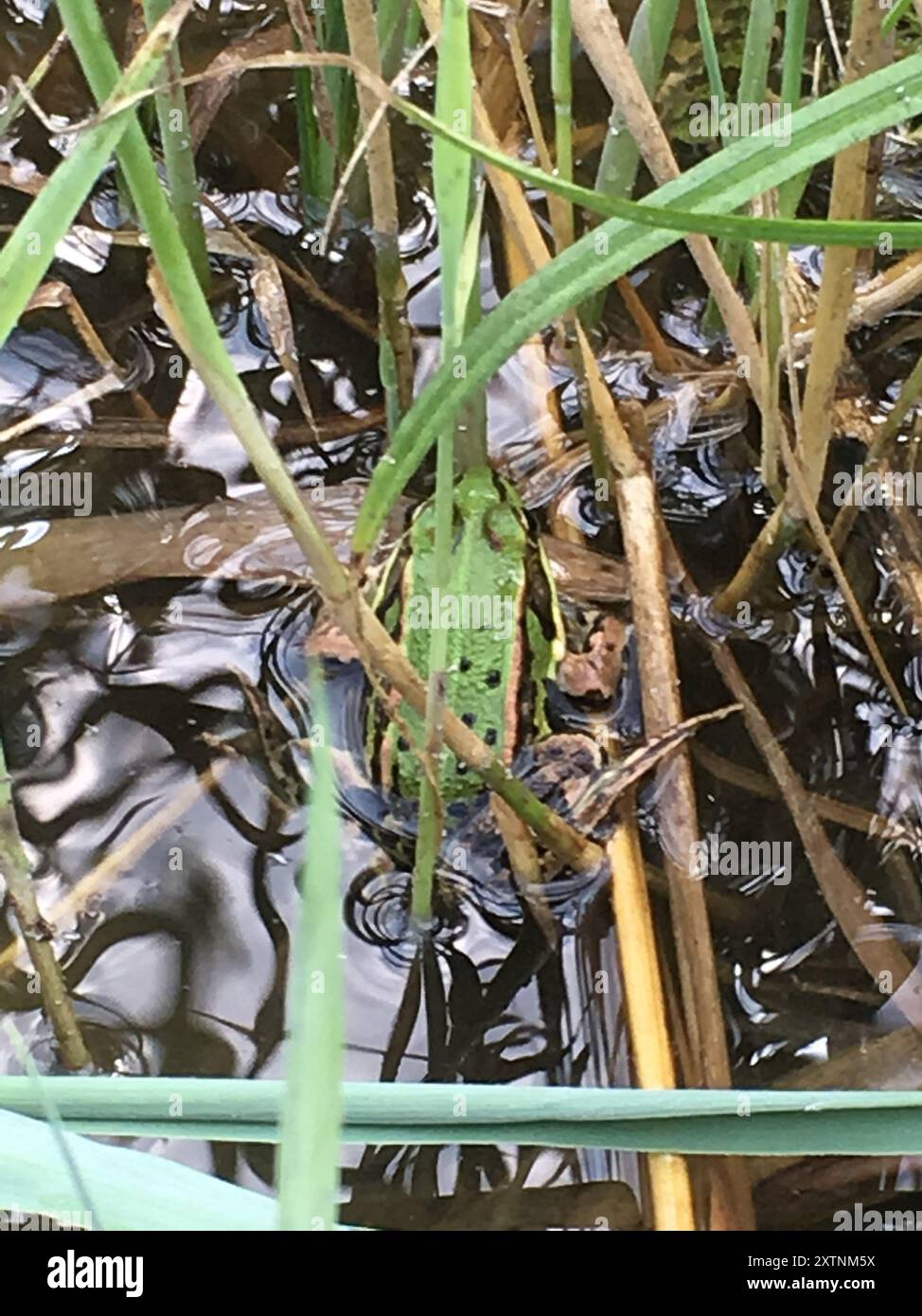 Water Frogs (Pelophylax) Amphibia Stock Photo - Alamy