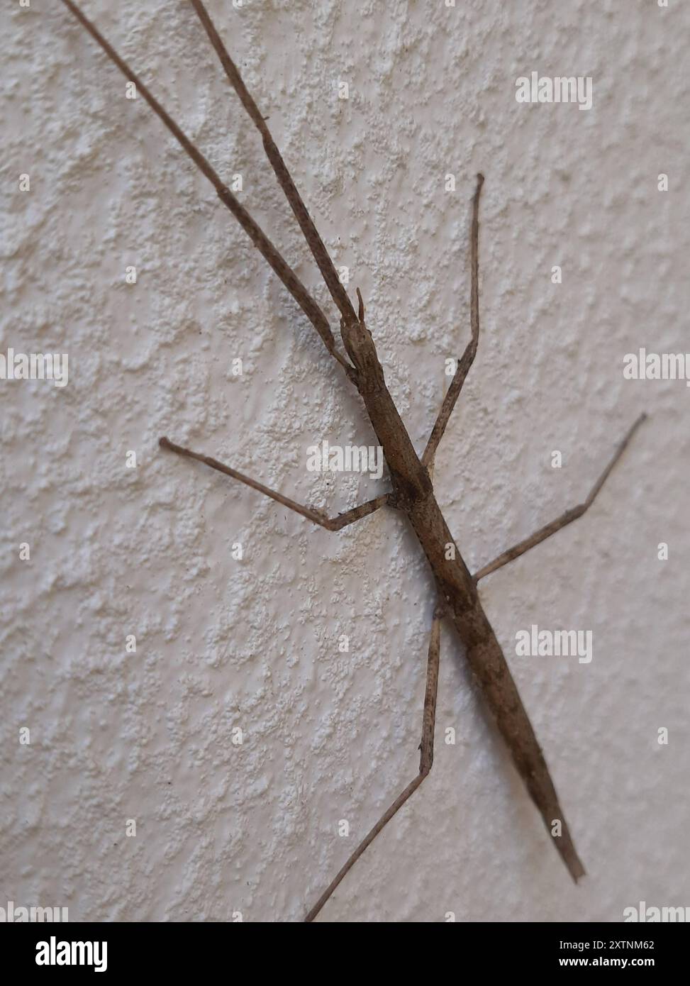 French stick insect (Clonopsis gallica) Insecta Stock Photo - Alamy