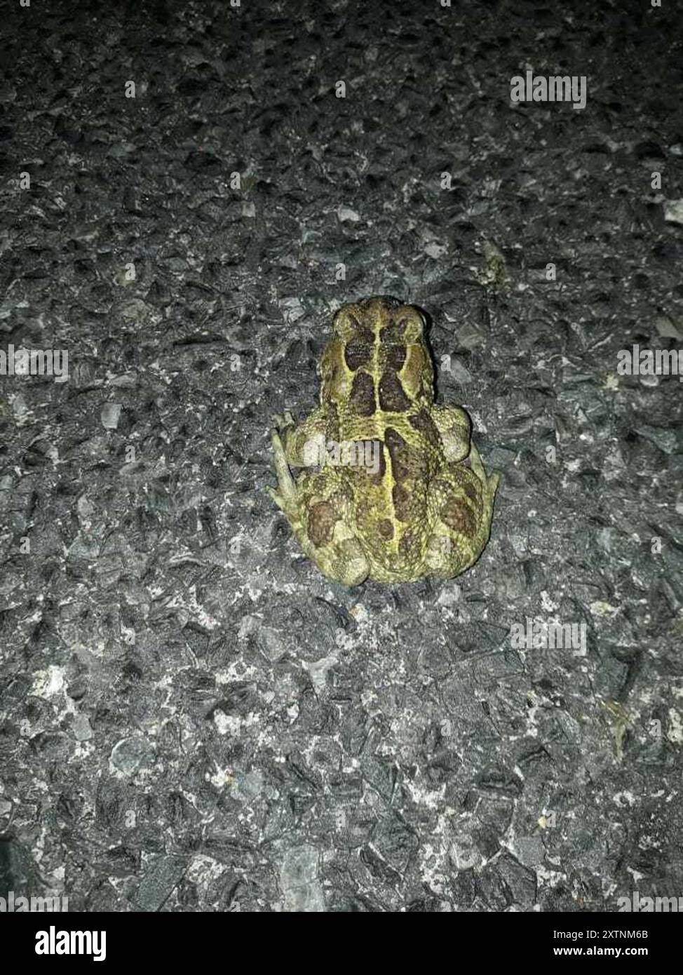 Western Leopard Toad (Sclerophrys pantherina) Amphibia Stock Photo - Alamy