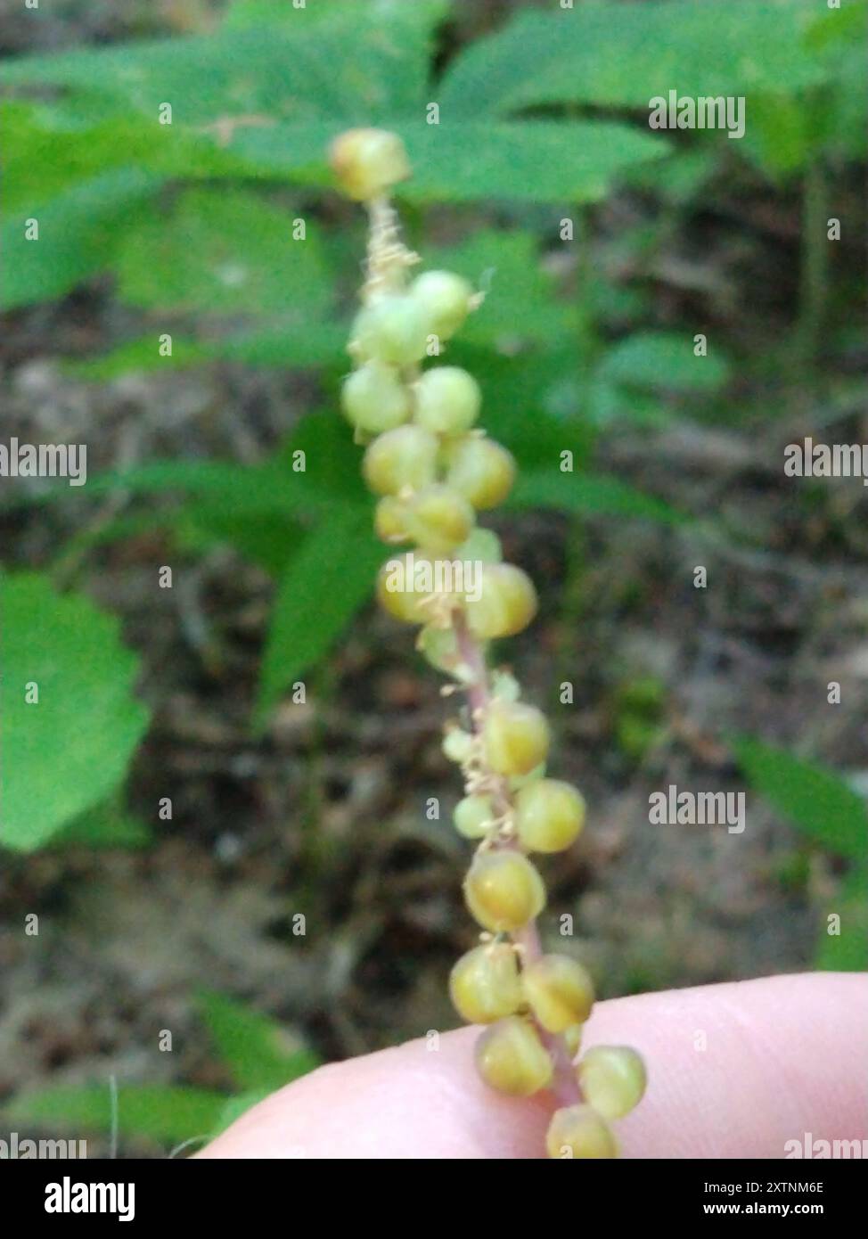 vanilla leaf (Achlys triphylla) Plantae Stock Photo - Alamy