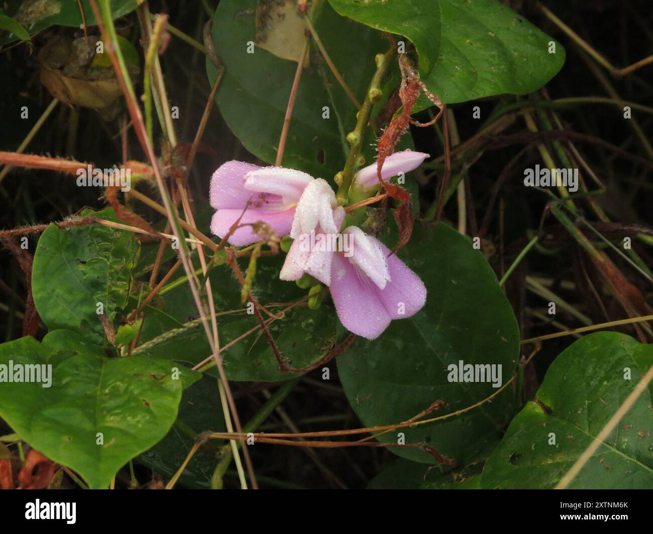 (Canavalia lineata) Plantae Stock Photo - Alamy