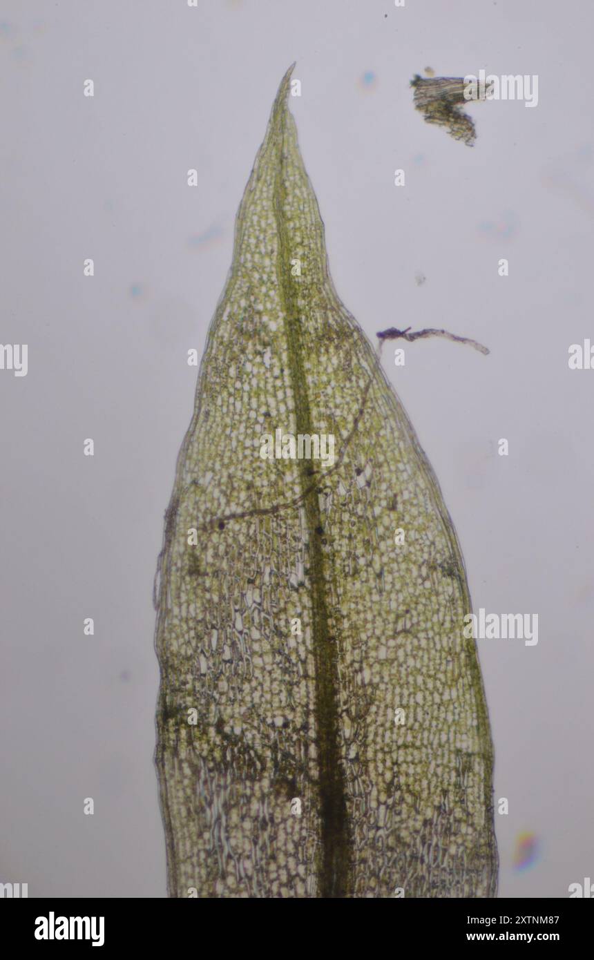 Long-leaved Thread Moss (Ptychostomum pseudotriquetrum) Plantae Stock ...